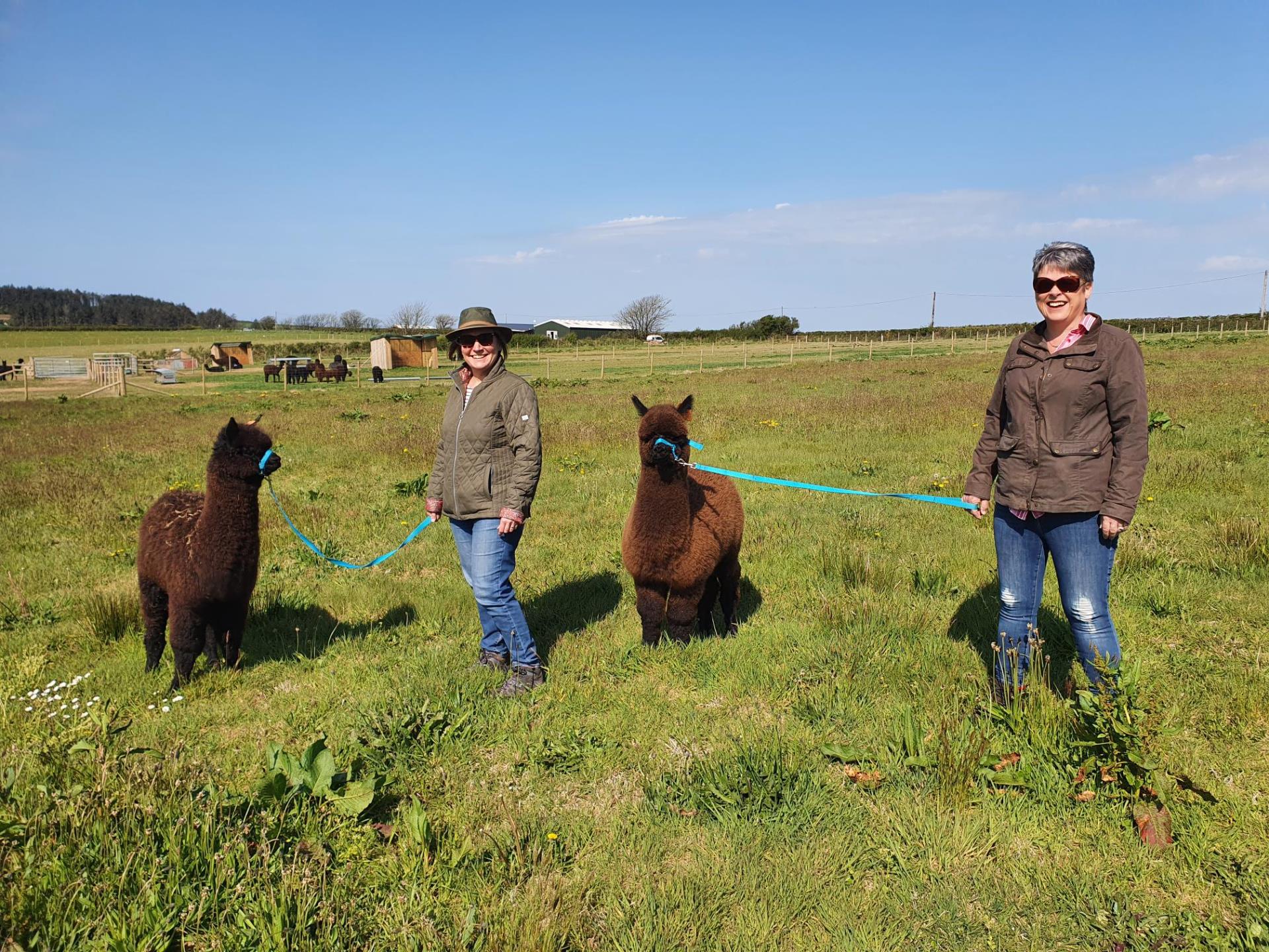 Sweet Home Alpaca | VisitWales