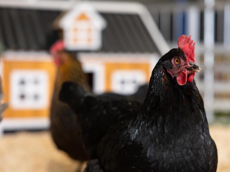 Colliers Adventure Farm | VisitWales