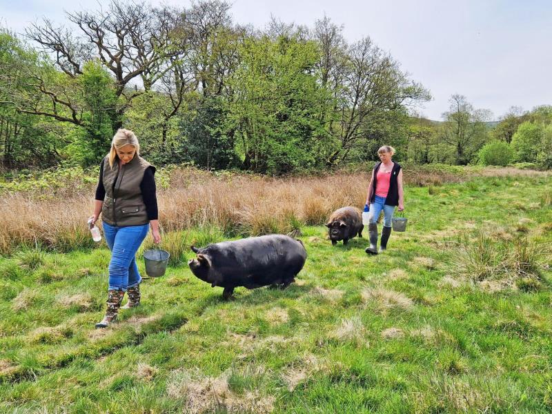 Piggy Walk with a Pignic - Good Day Out | TravelTrade