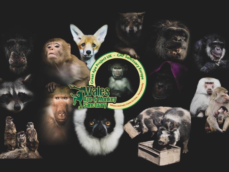 Wales Ape and Monkey Sanctuary | VisitWales